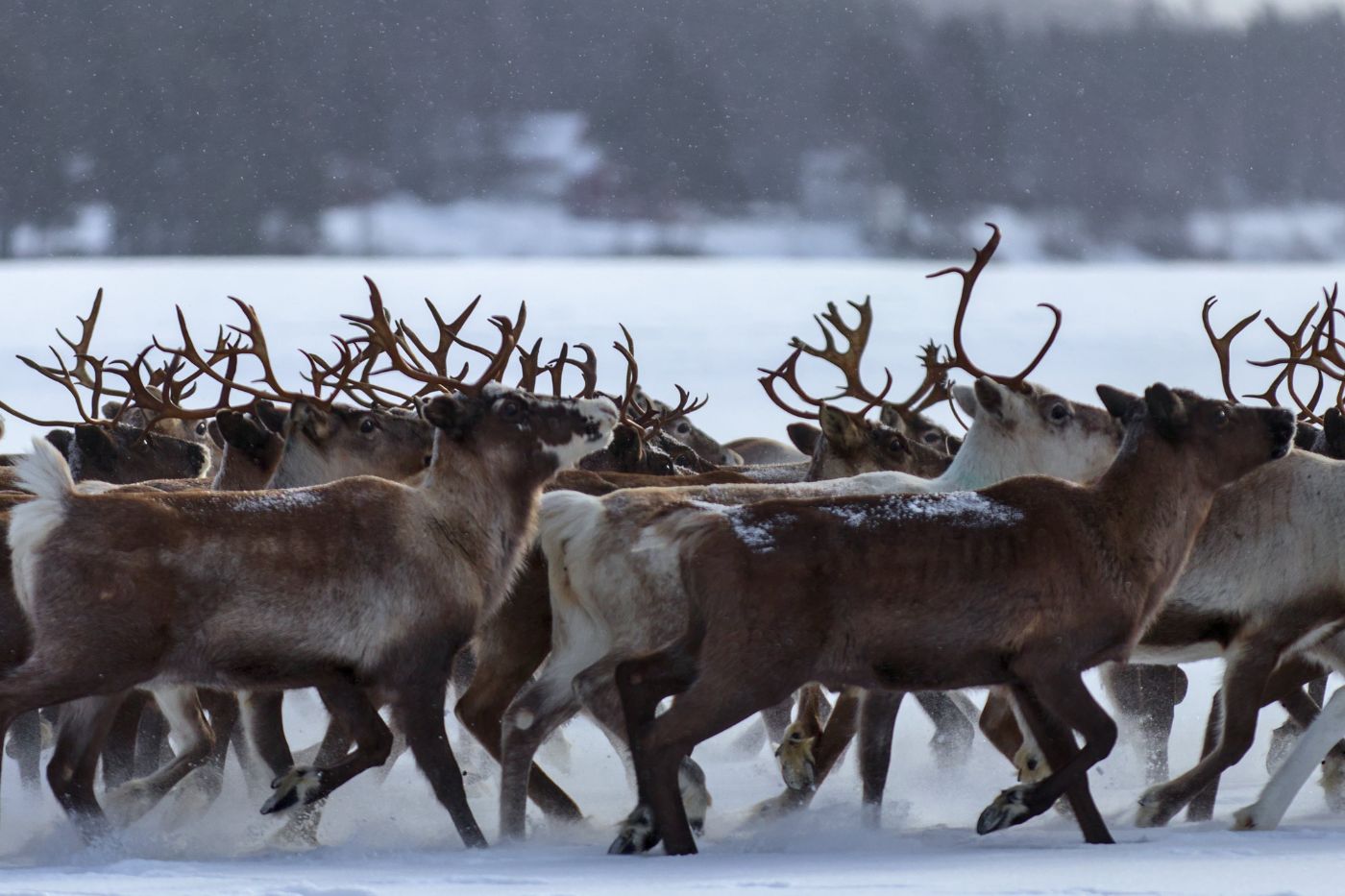 Geef een weekend Lapland cadeau! Een onvergetelijke ervaring...