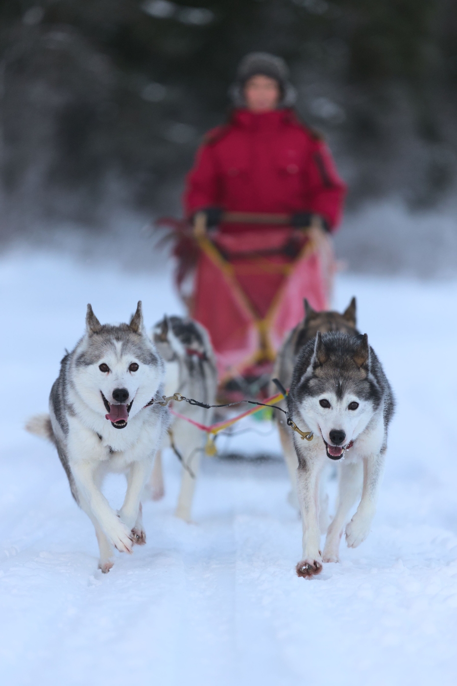 Geef een weekend Lapland cadeau! Een onvergetelijke ervaring...